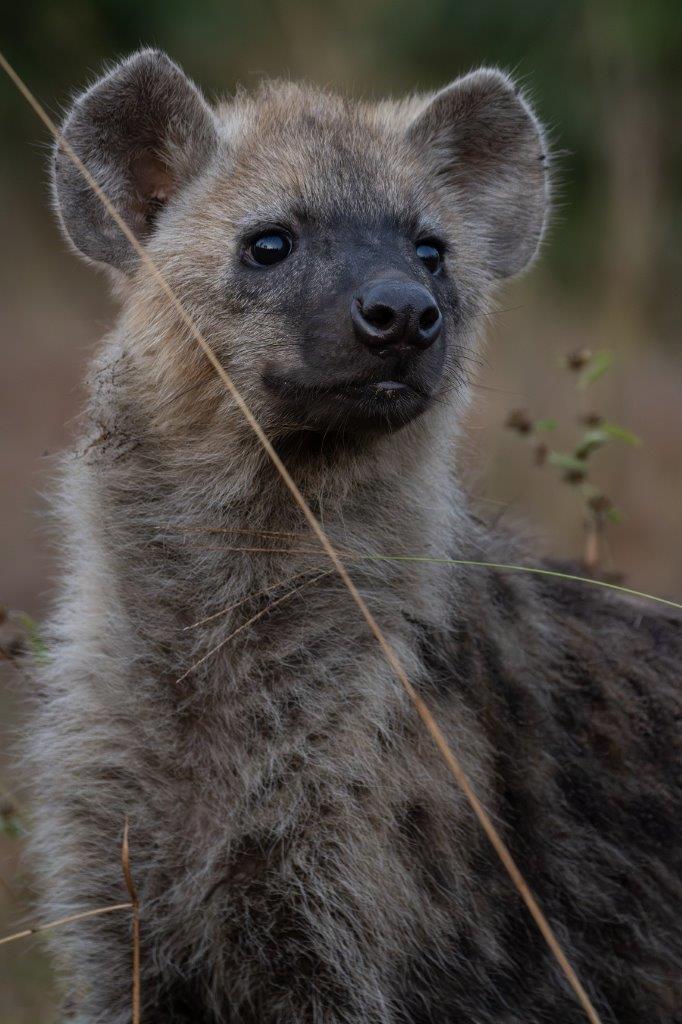 A Week in the Bush Vol. 503 | Sabi Sabi