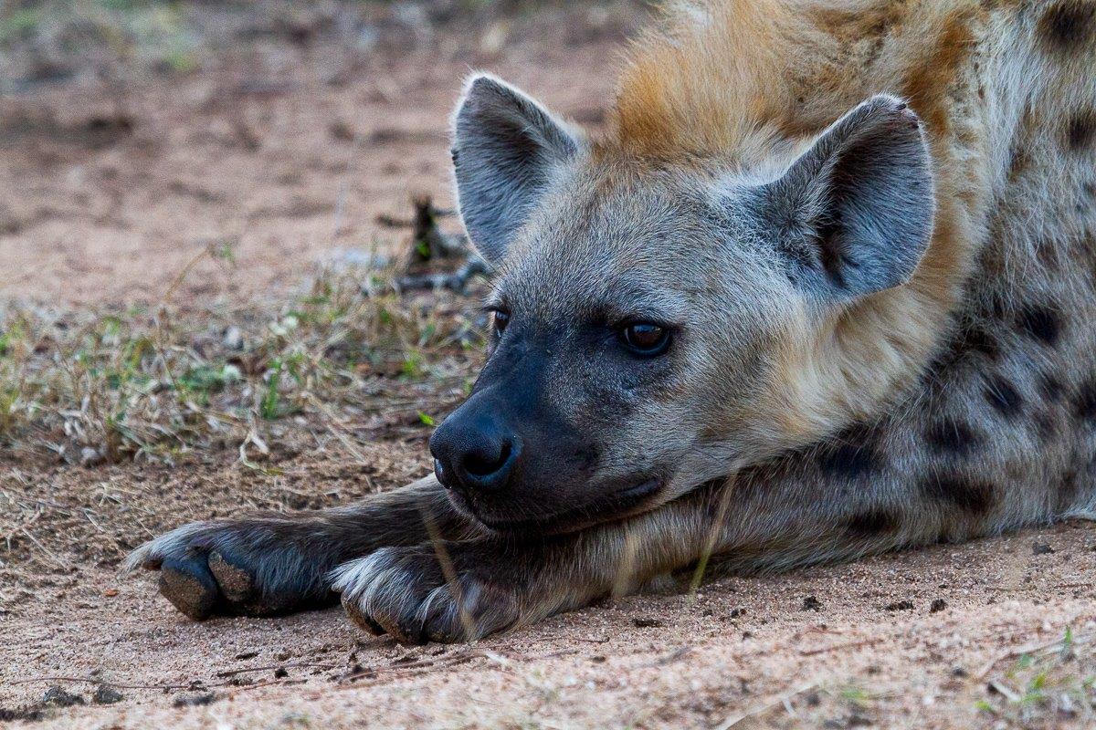 A Week in the Bush Vol. 467 |Sabi Sabi