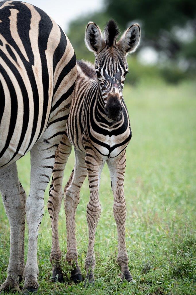 A Week in the Bush Vol.447 | Sabi Sabi