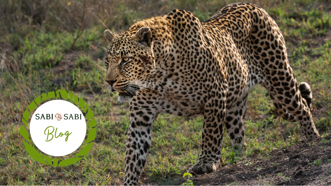 The Battle for Territory - A Leopard Tale I Sabi Sabi