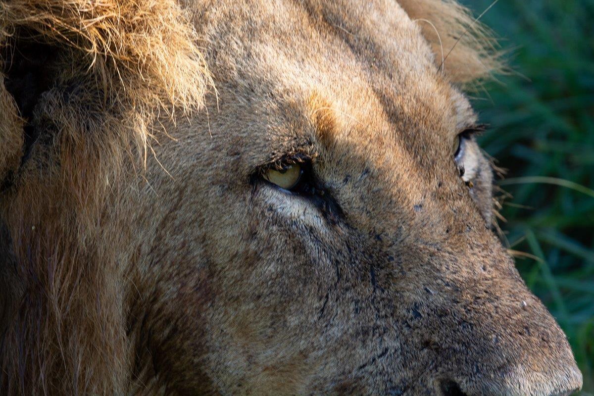 Following the Kambula Breakaway Pride | Sabi Sabi