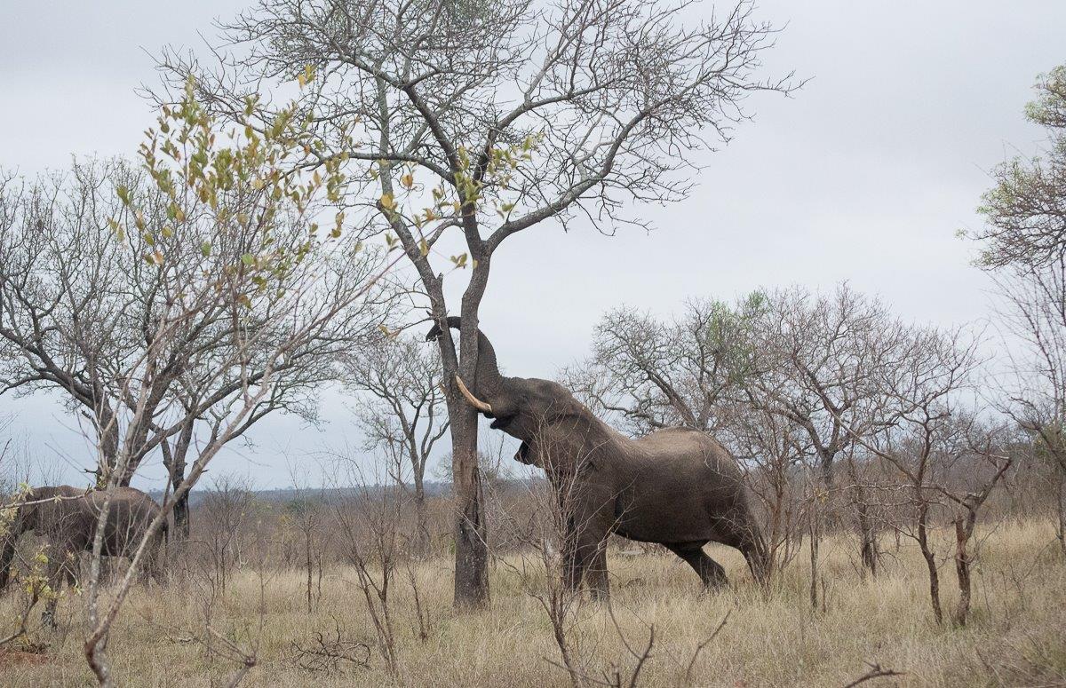 A Week in the Bush Vol. 470 | Sabi Sabi