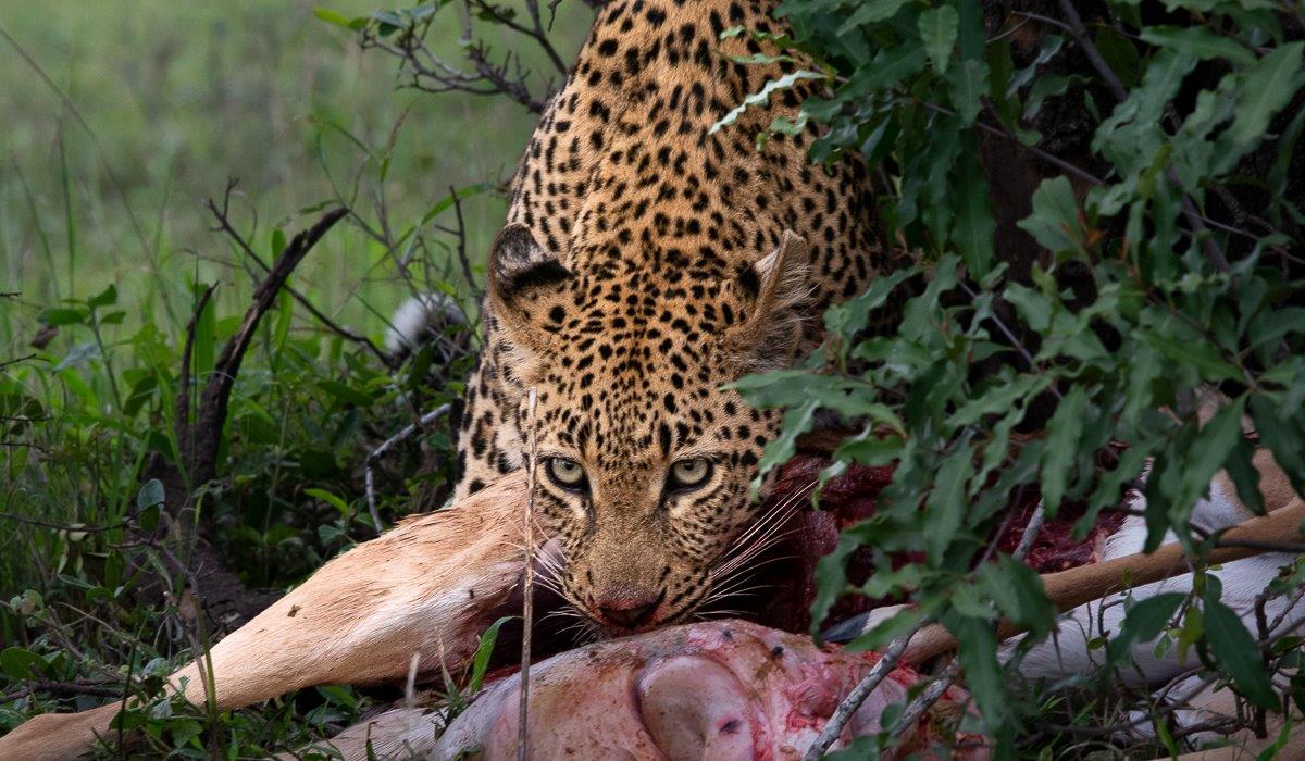 A Week in the Bush Vol. 486 | Sabi Sabi