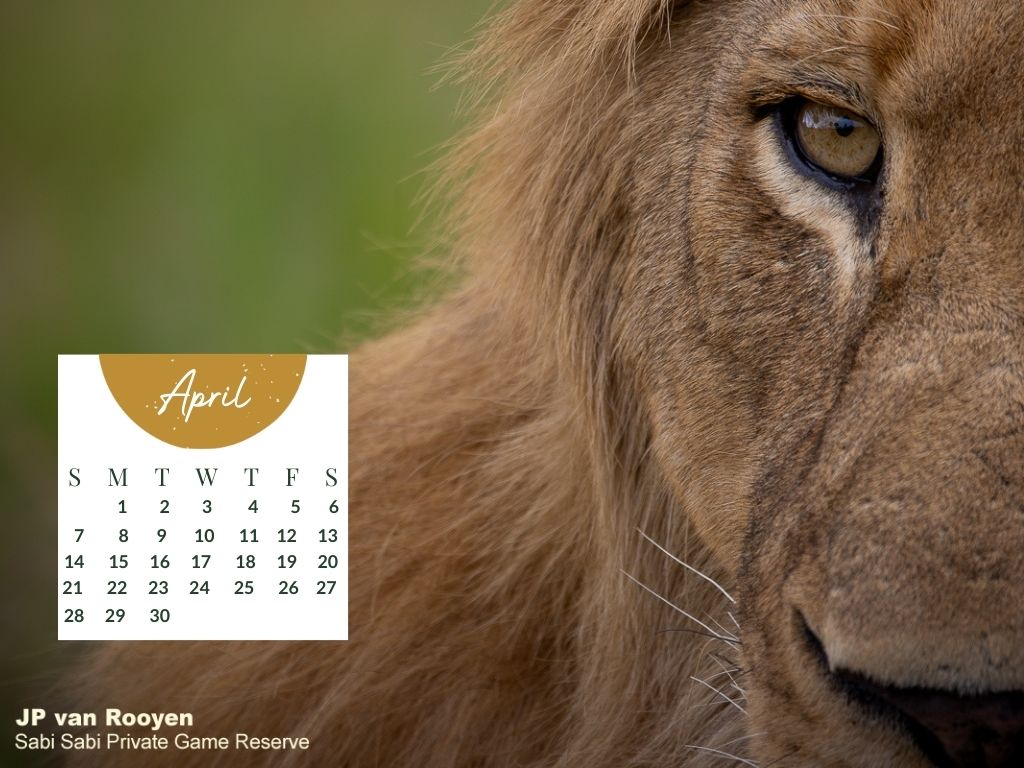 African Wildlife Photography | Safari Desktop Calendar | Sabi Sabi