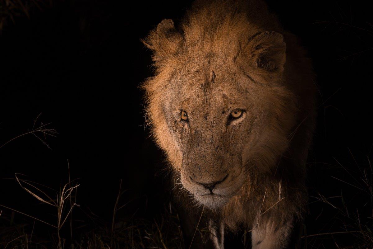 A Week in the Bush Vol. 467 |Sabi Sabi