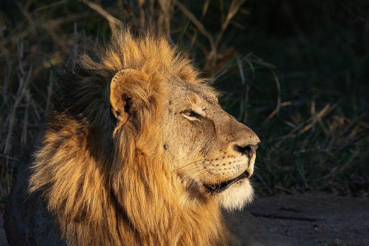 The Merging Prides | Sabi Sabi