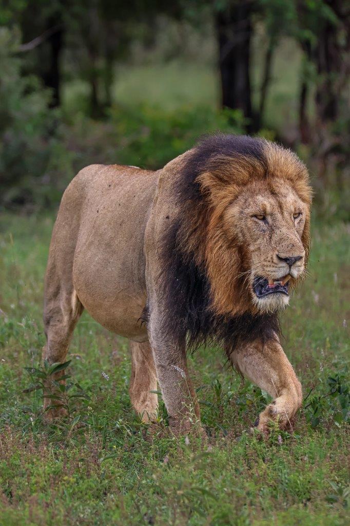 A Week in the Bush Vol. 537