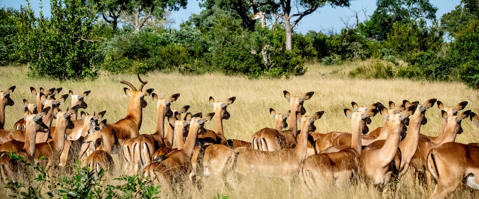 More than the Big 5 | Sabi Sabi