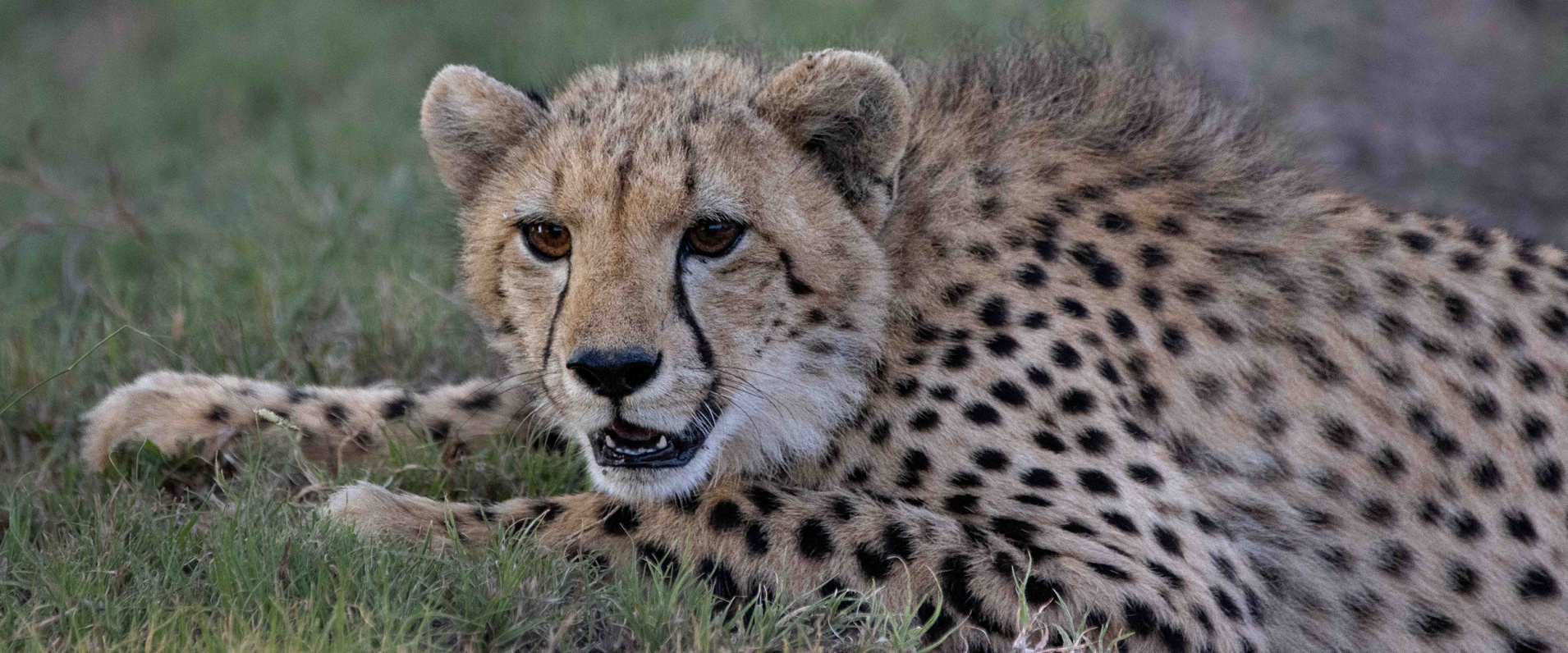 A Perfect Day for Hunting I Sabi Sabi