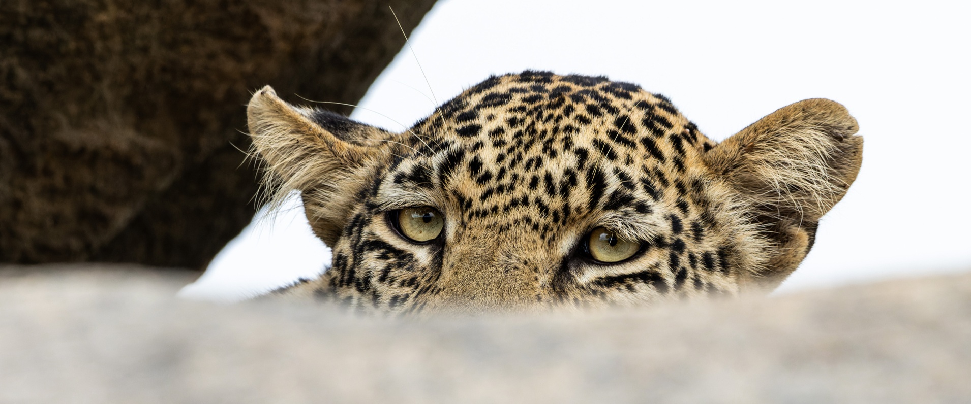 A Week in the Bush Vol. 496 | Sabi Sabi