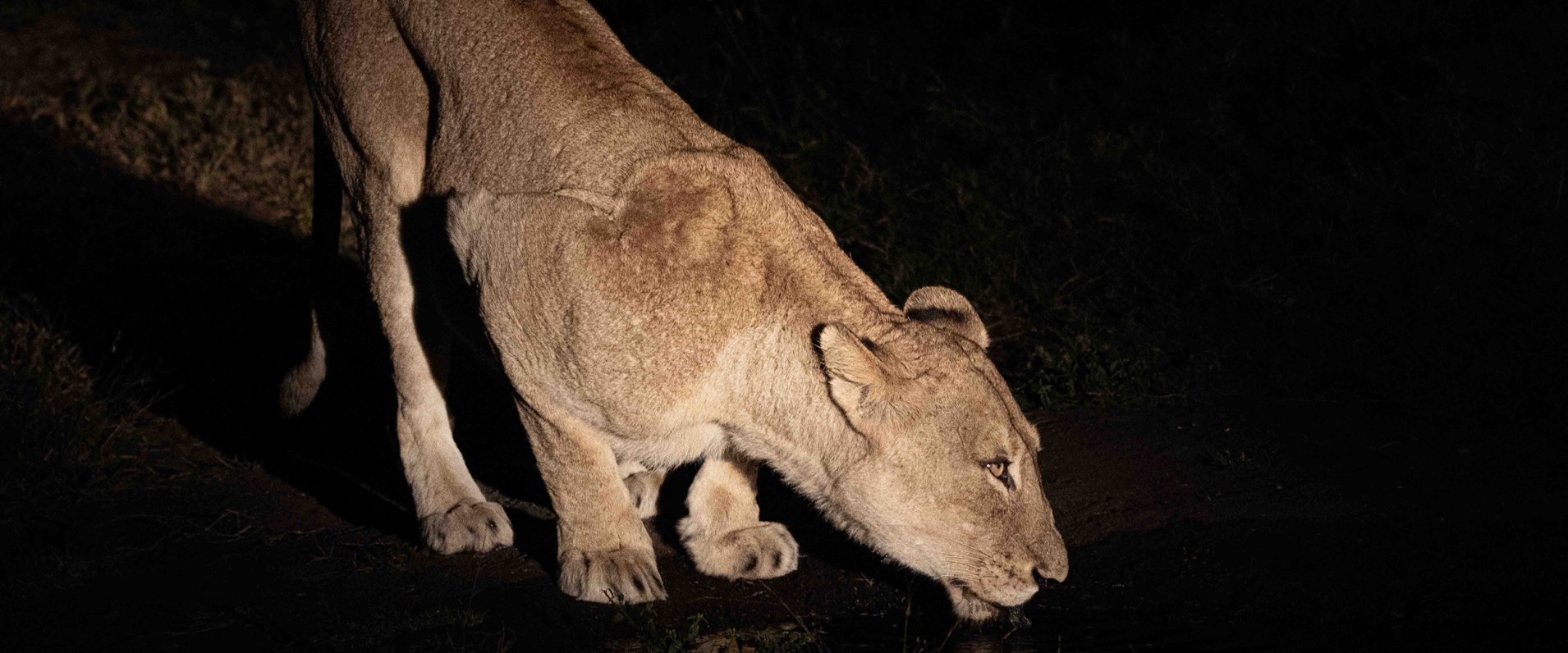 A Week in the Bush Vol. 548 I Sabi Sabi