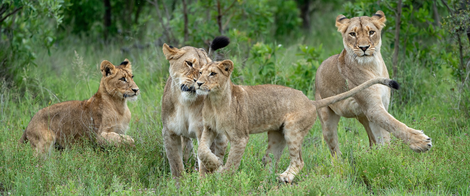 A Week in the Bush Vol. 486 | Sabi Sabi