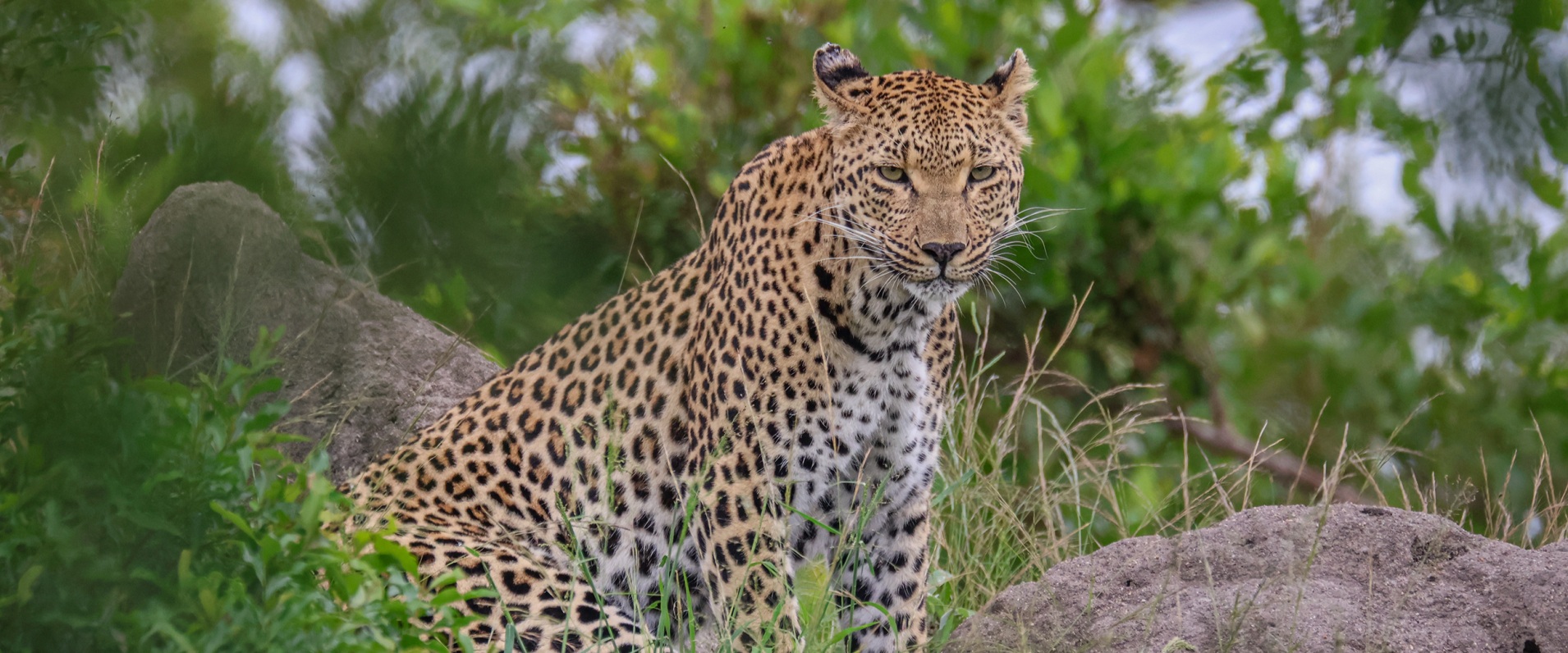 A Week in the Bush Vol. 537