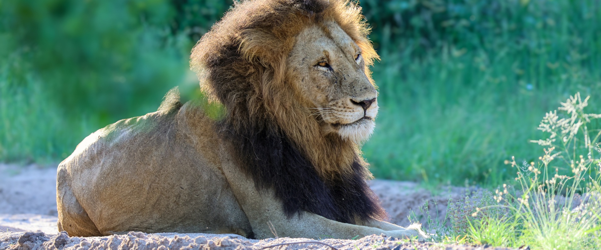 A Week in the Bush Vol. 536 I Sabi Sabi