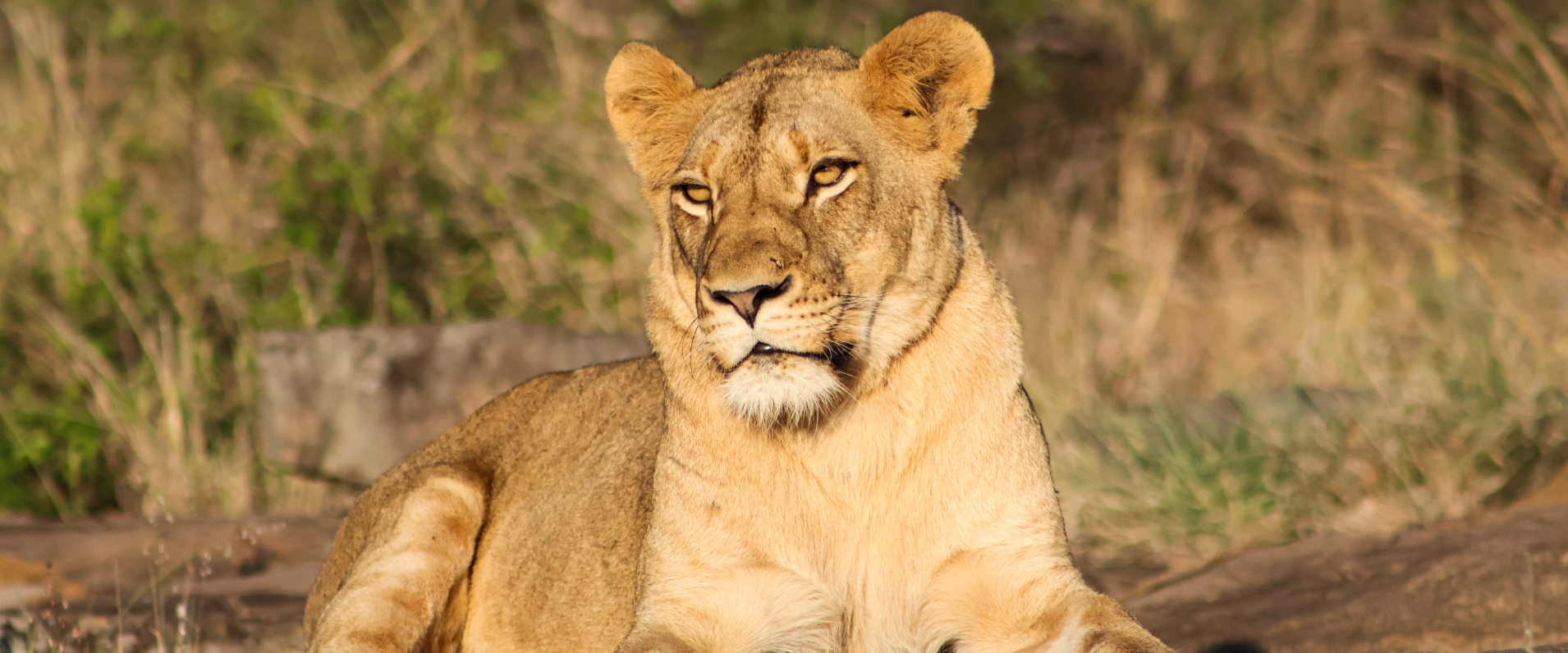 How do all the predators in Africa live together? |Sabi Sabi