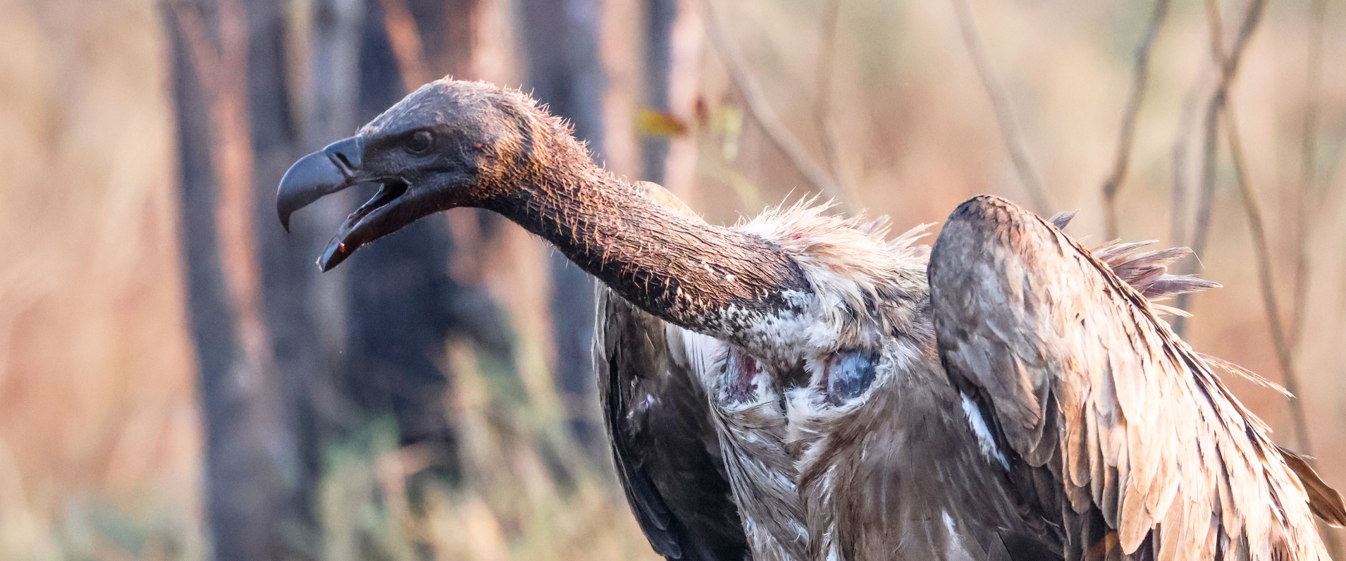 The not so well known ‘Ugly Five’ | Sabi Sabi