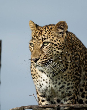 A Week in the Bush Vol. 449 | Sabi Sabi