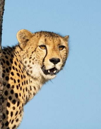 A Week in the Bush Vol. 458 | Sabi Sabi