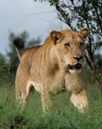 A Week in the Bush Vol.447 | Sabi Sabi