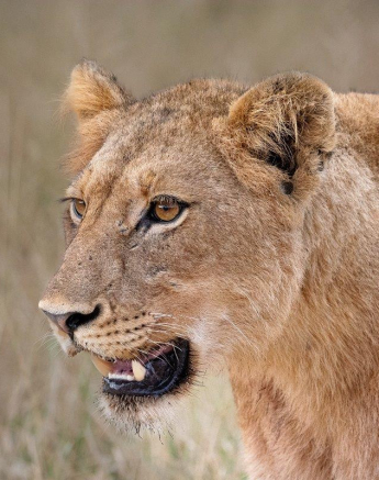 A Week in the Bush Vol. 458 | Sabi Sabi