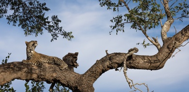 Introducing the Sabi Sabi Collection