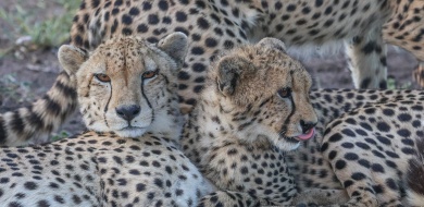 Introducing the Sabi Sabi Collection