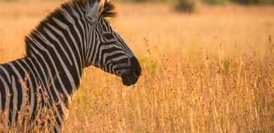 Introducing the Sabi Sabi Collection