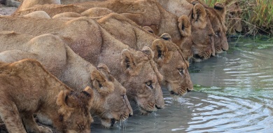 Introducing the Sabi Sabi Collection