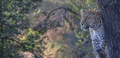 Introducing the Sabi Sabi Collection