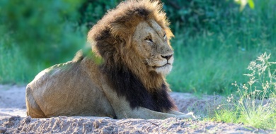 Introducing the Sabi Sabi Collection