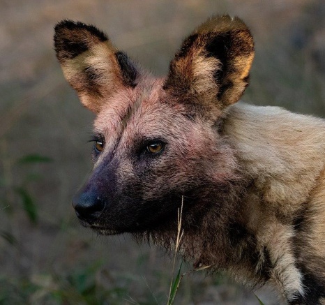 A Week in the Bush Vol. 458 | Sabi Sabi