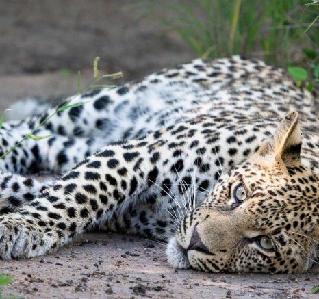 A Week in the Bush Vol. 448 | Sabi Sabi