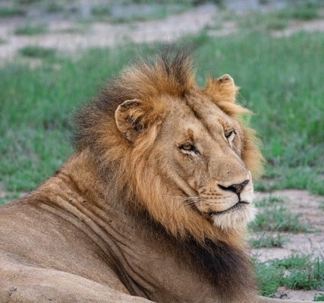 A Week in the Bush Vol. 448 | Sabi Sabi