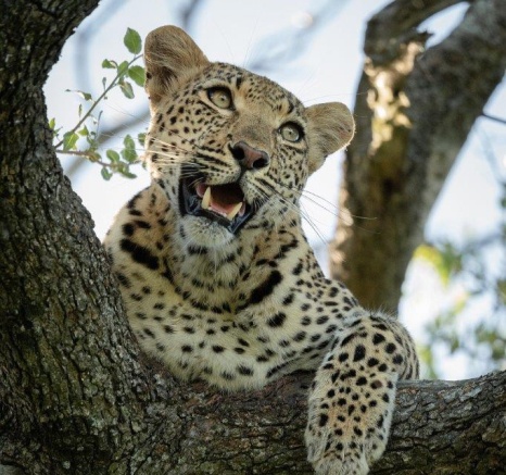 A Week in the Bush Vol. 449 | Sabi Sabi