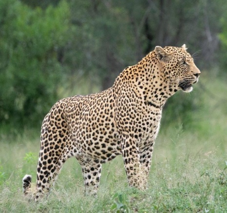 A Week in the Bush Vol.447 | Sabi Sabi