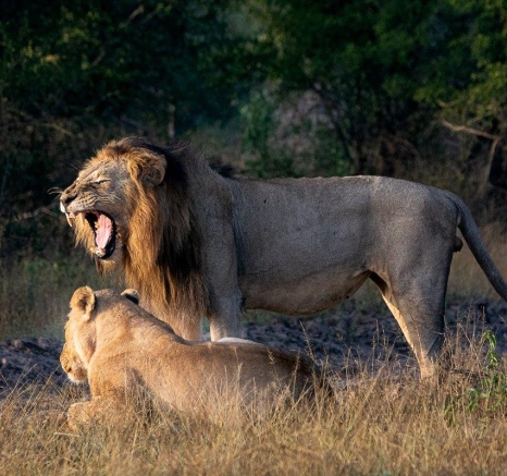 A Week in the Bush Vol. 503 | Sabi Sabi