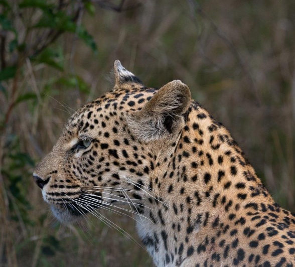 A Week in the Bush Vol. 470 | Sabi Sabi