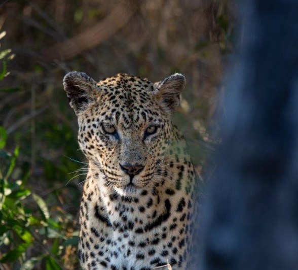 The Resilient Female Leopard: A Survivor's Tale | Sabi Sabi