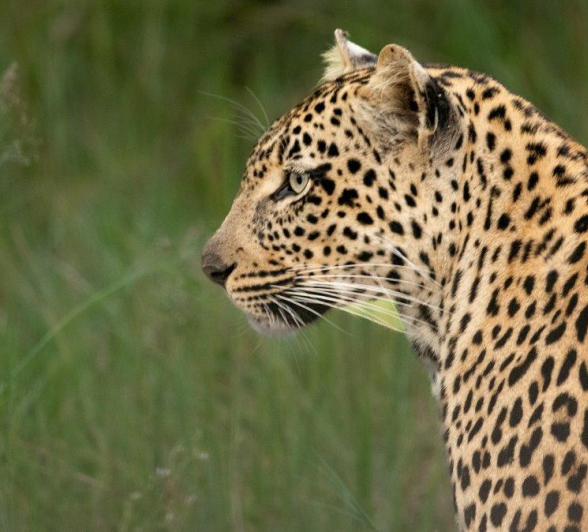 A Week in the Bush Vol. 456 | Sabi Sabi