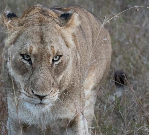 A Week in the Bush Vol. 467 |Sabi Sabi