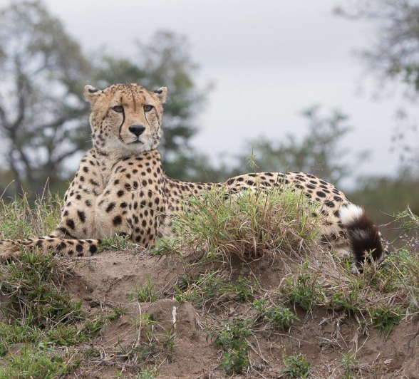 A Week in the Bush Vol. 469 | Sabi Sabi