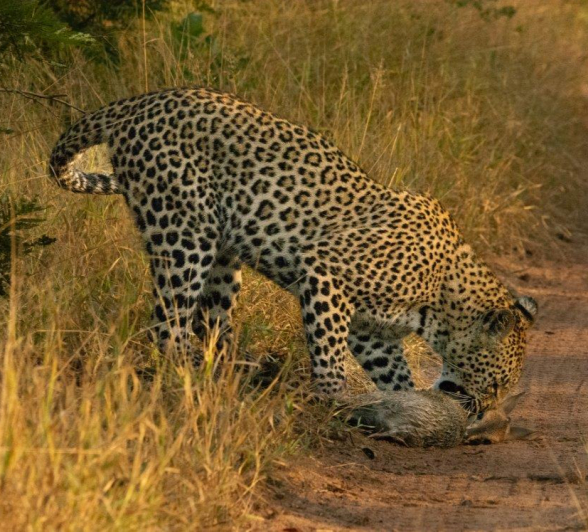 A Week in the Bush Vol. 460 | Sabi Sabi