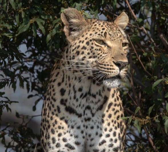 A Week in the Bush Vol. 471 | Sabi Sabi