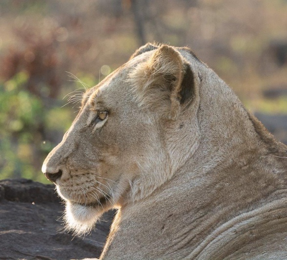 A Week in the Bush Vol. 471 | Sabi Sabi