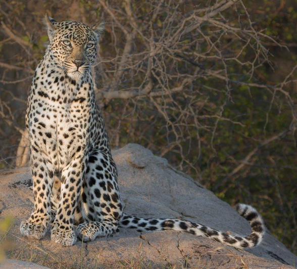 A Week in the Bush Vol. 465 | Sabi Sabi