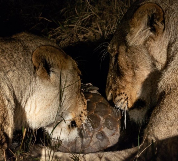 The Merging Prides | Sabi Sabi