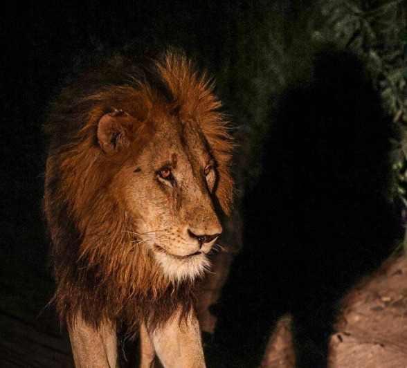 A Week in the Bush Vol. 493 | Sabi Sabi