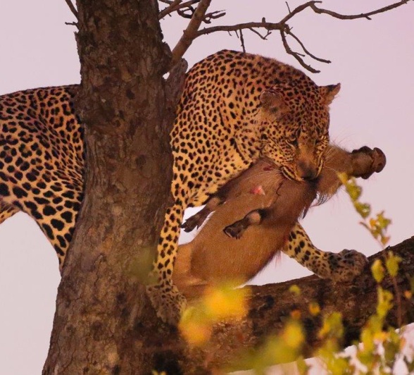 A Week in the Bush Vol. 512 | Sabi Sabi