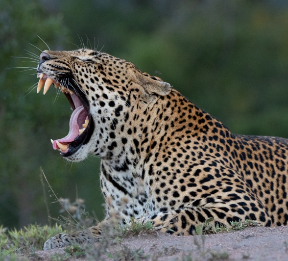 The Battle for Territory - A Leopard Tale I Sabi Sabi