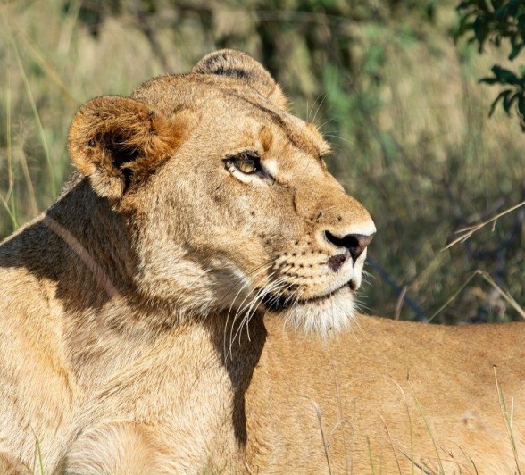 A Week in the Bush Vol. 456 | Sabi Sabi
